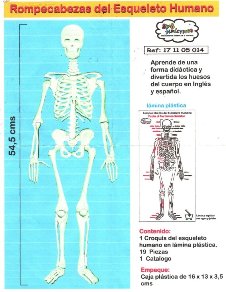 Rompecabezas del esqueleto humano – Educa