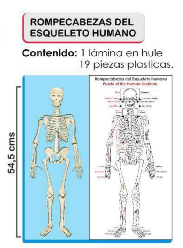 Rompecabezas del esqueleto humano – Educa